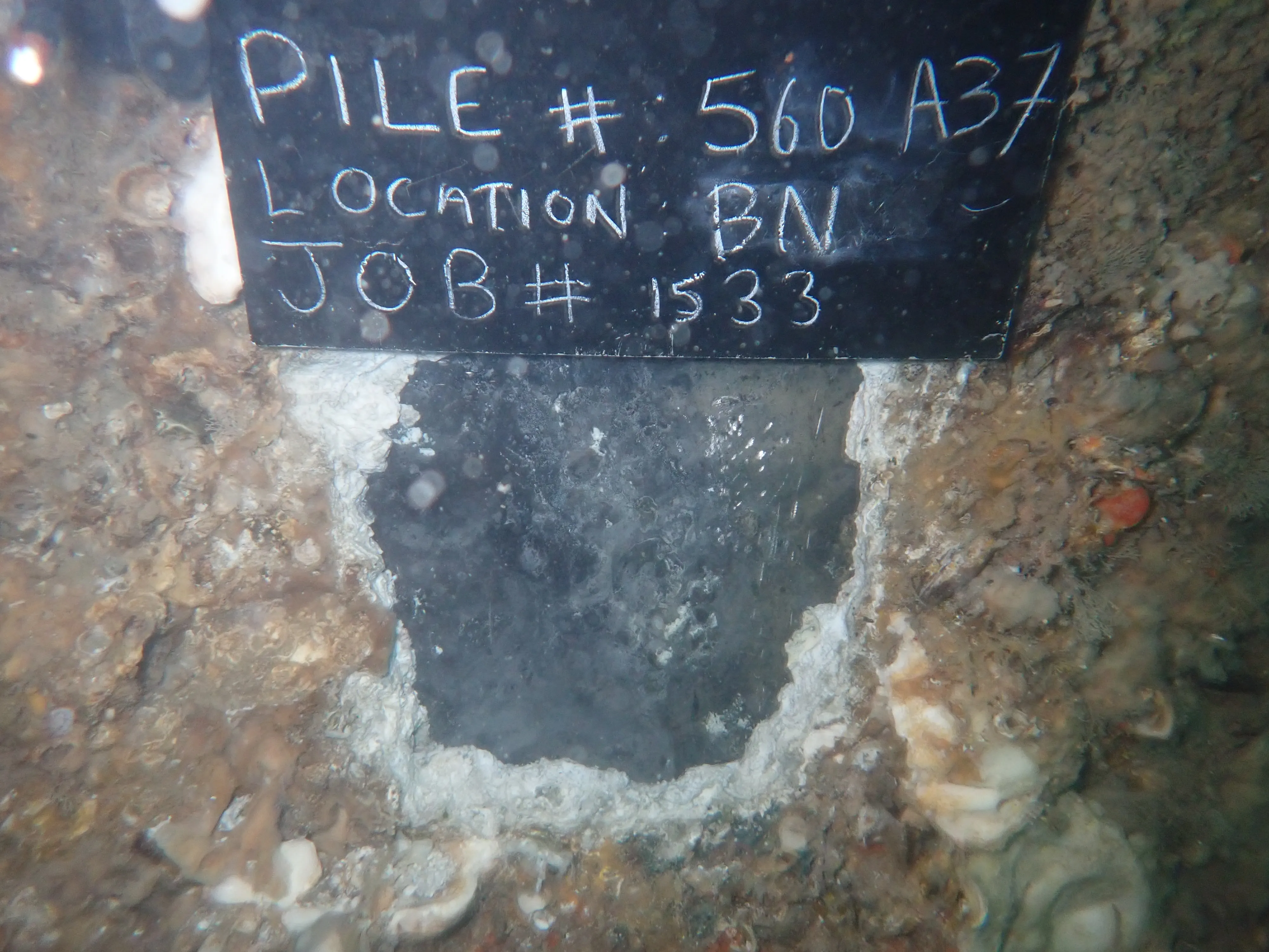 Pacific Marine Group | DBCT Underwater Inspections